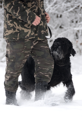 Knírač velký - atlas psů, kompletní informace o plemeni