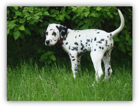 Dalmatin - obrázky, informace o plemenu