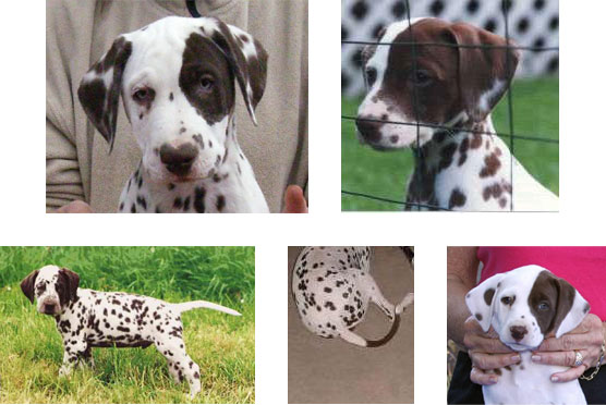 Dalmatin - obrázky, informace o plemenu